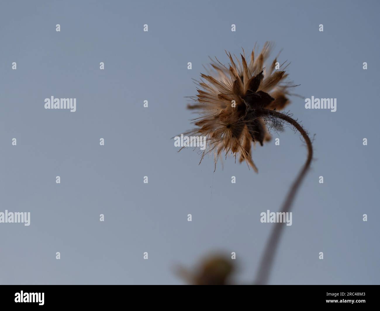 Close-up shot the seed of a Tridax Daisy flower when withering Stock ...