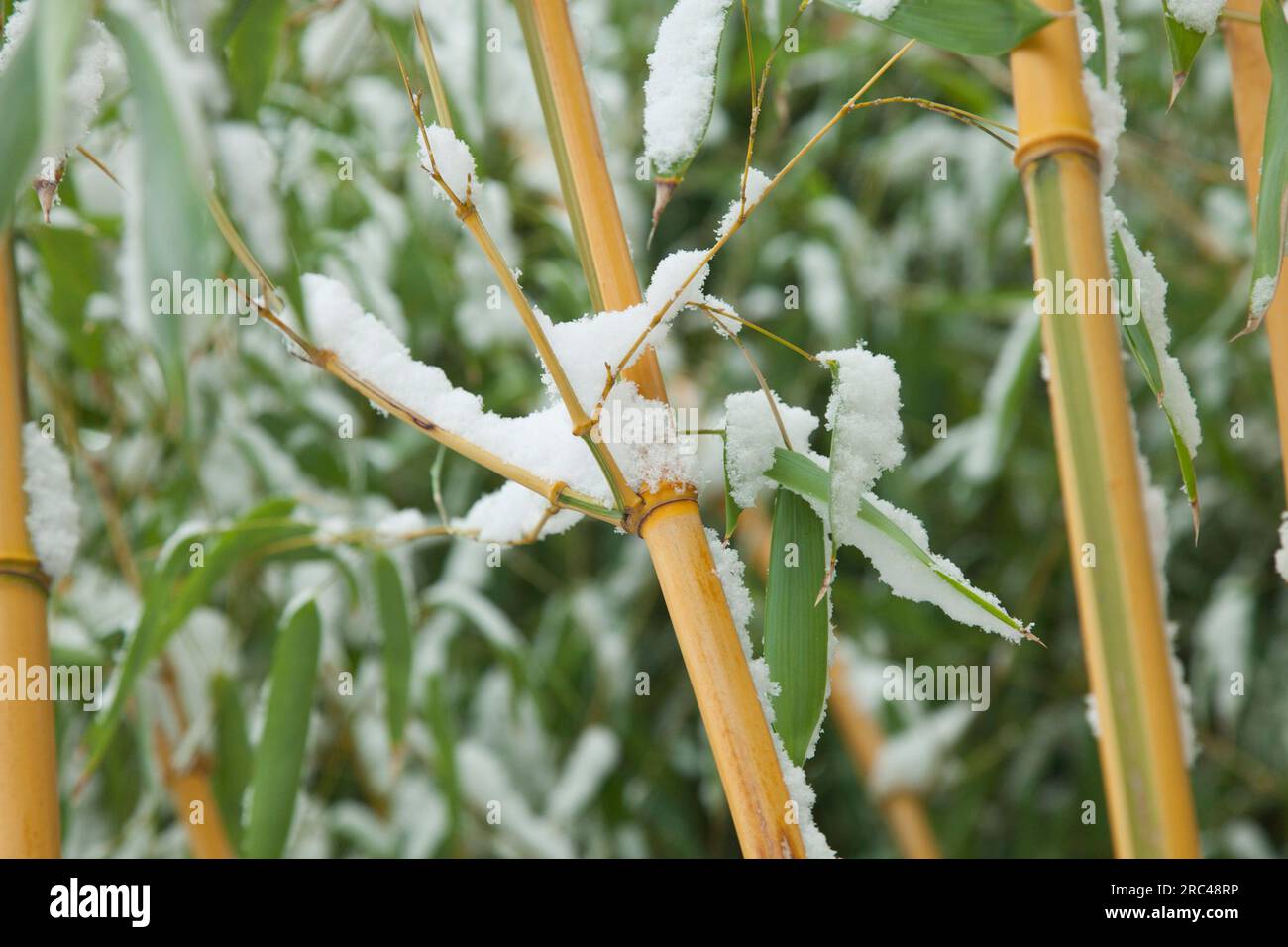 Plants, Grasses, Bamboo covered in snow. Plants, Grasses, Bamboo Stock ...