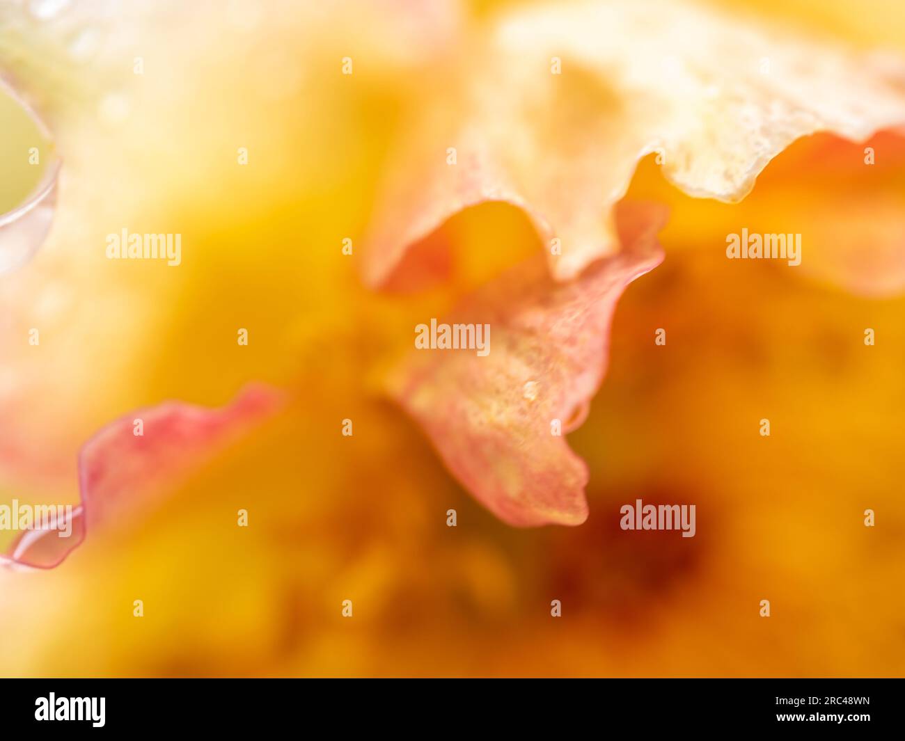 Garden parisienne hi-res stock photography and images - Alamy