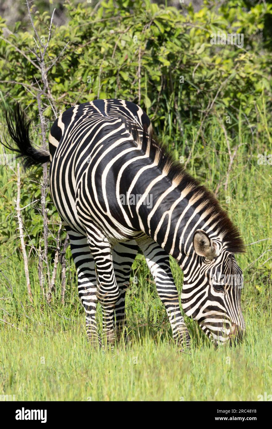 Recent research shows us that the unique striped coat of the Common ...