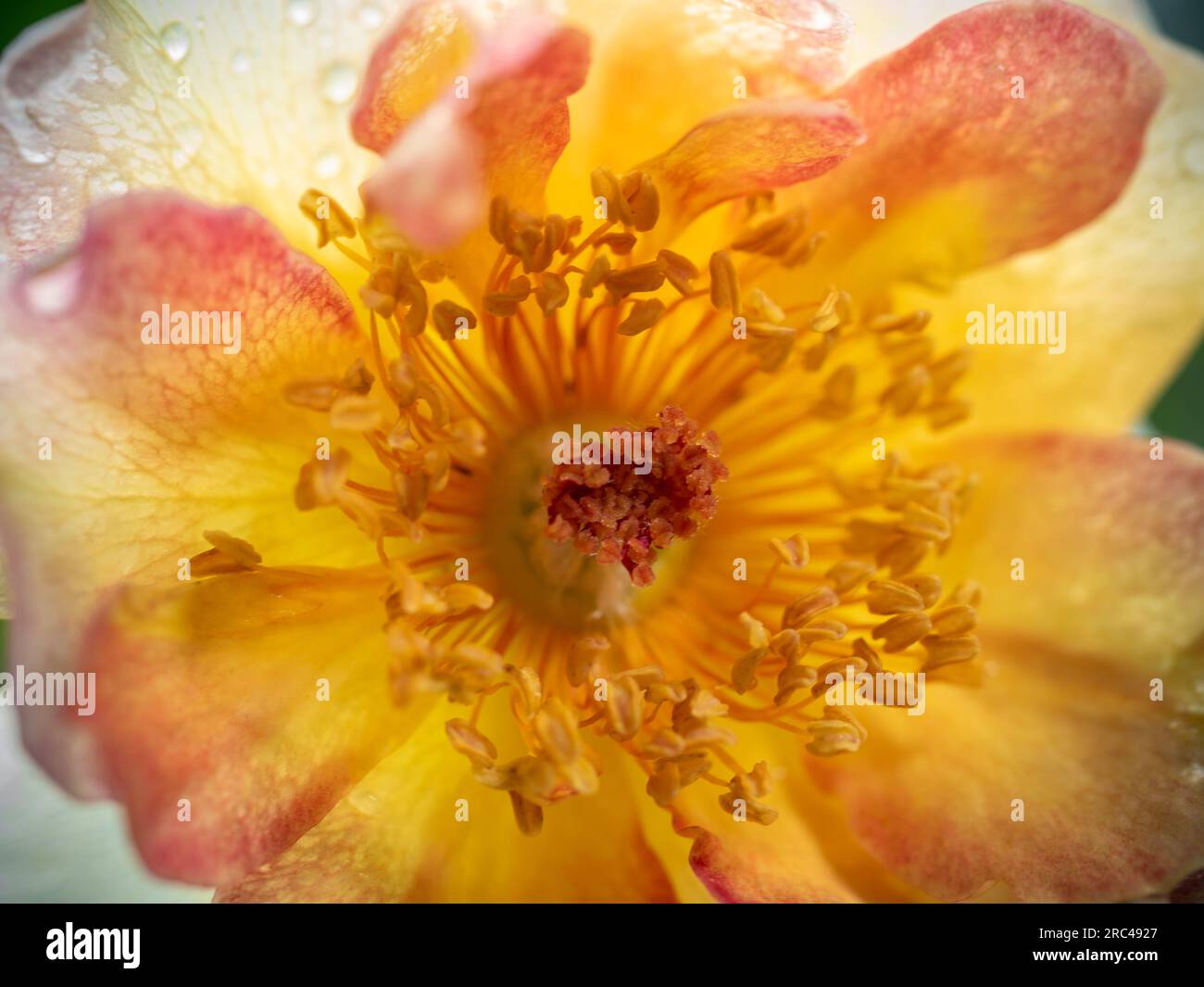 Close-up delicate La Parisienne rose pollens and petals as nature ...