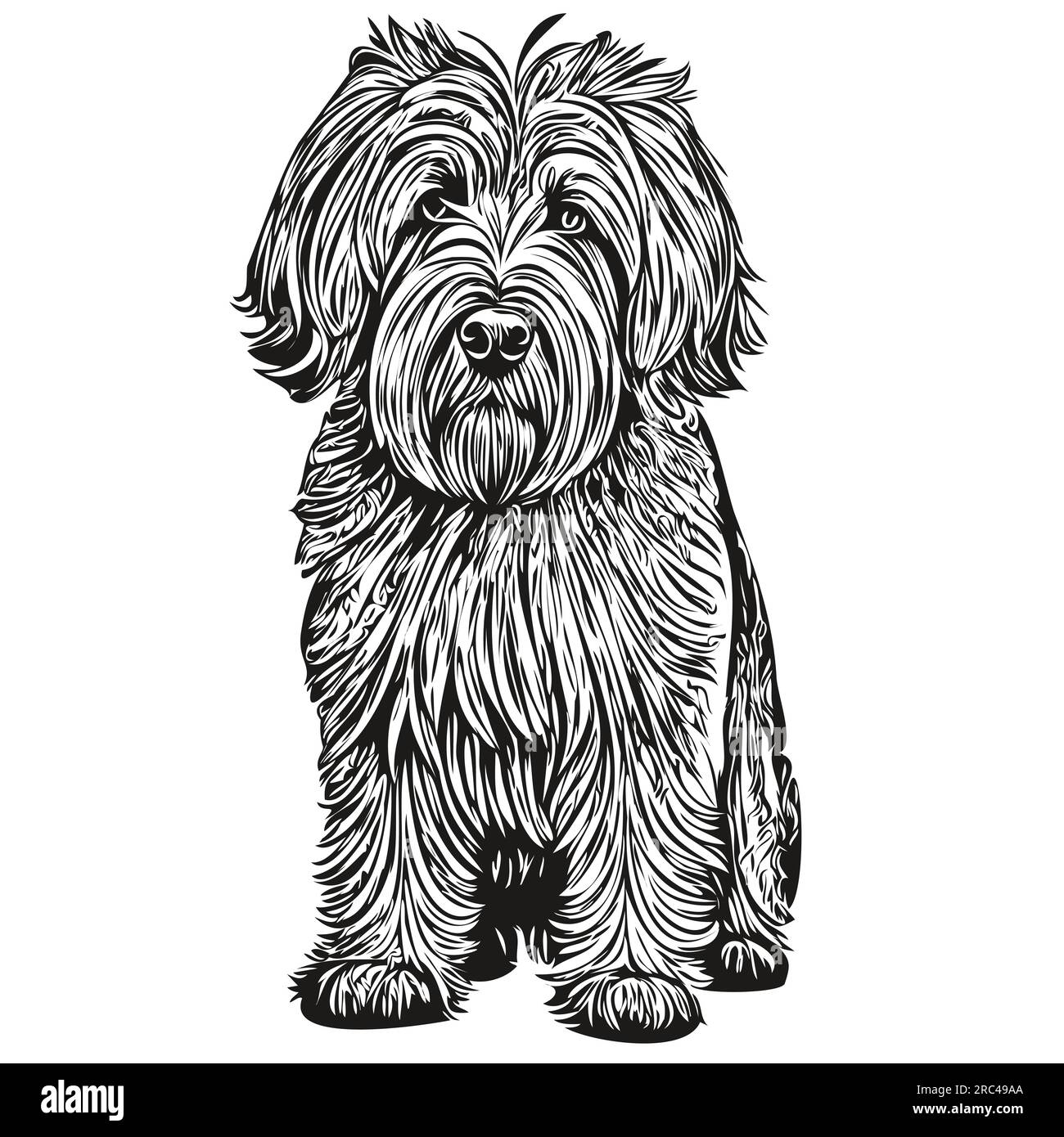 Can Briard Be White