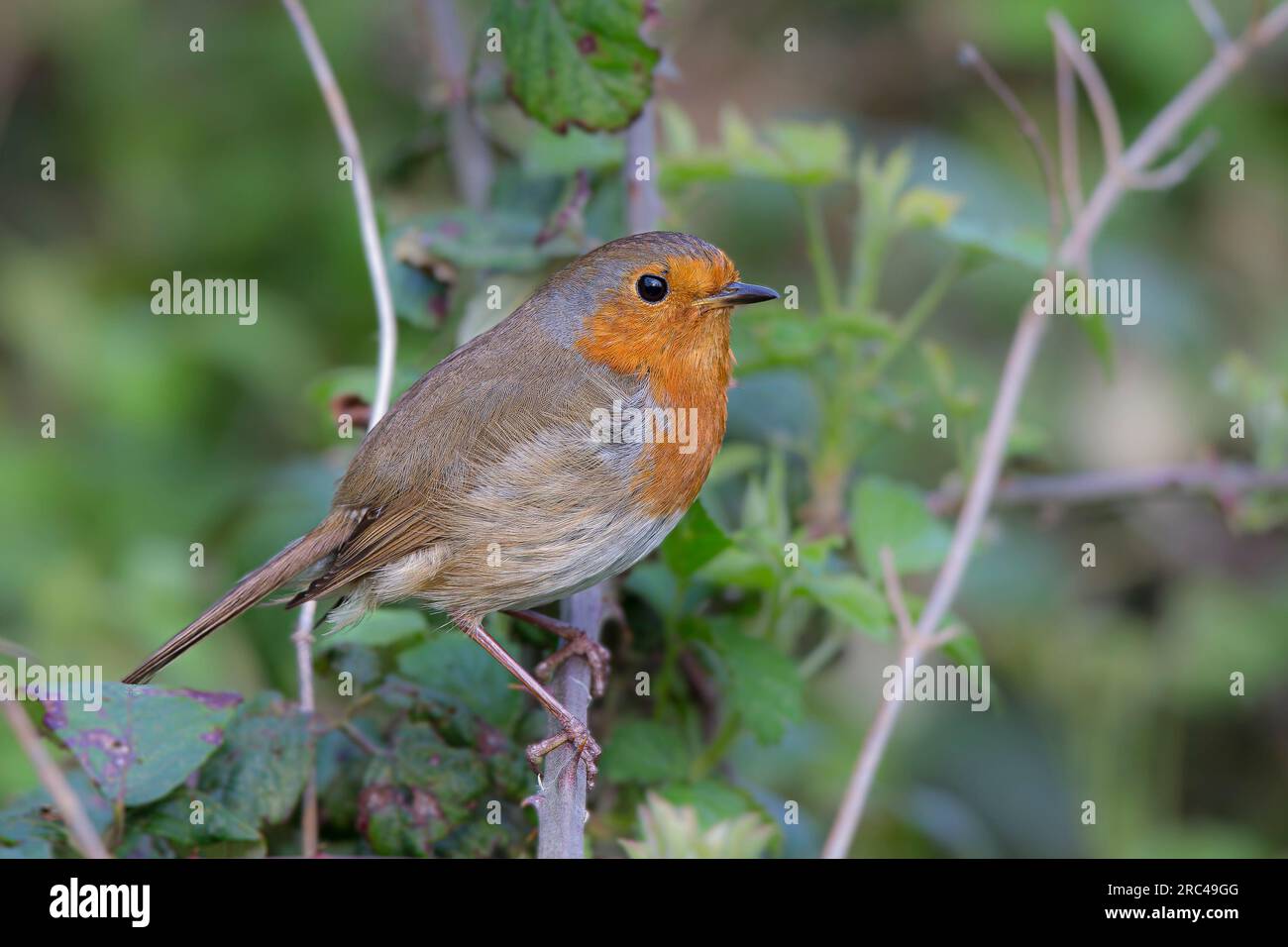 Side view robin bird on hi-res stock photography and images - Alamy
