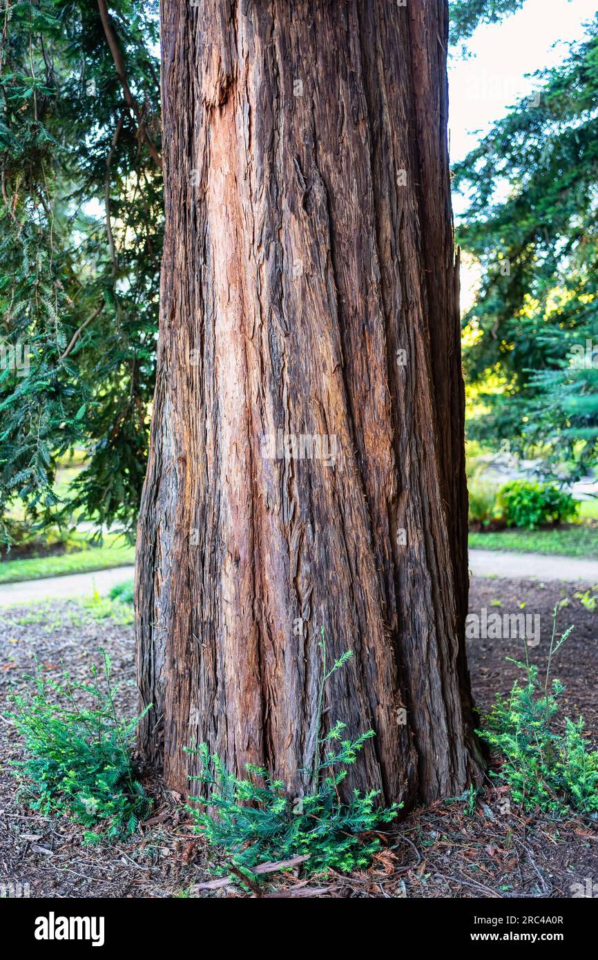 Large sequoia tree with its bark wrinkled by the passage of time Stock ...