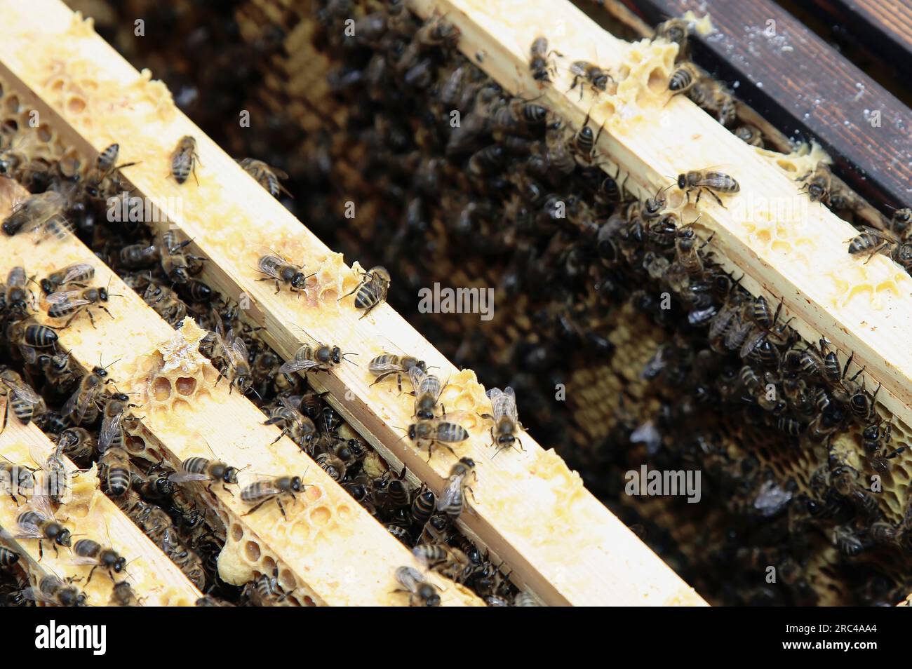 Beekeeping at Honey Bee Fayre, Yalding. Bees Insects Animals Stock ...