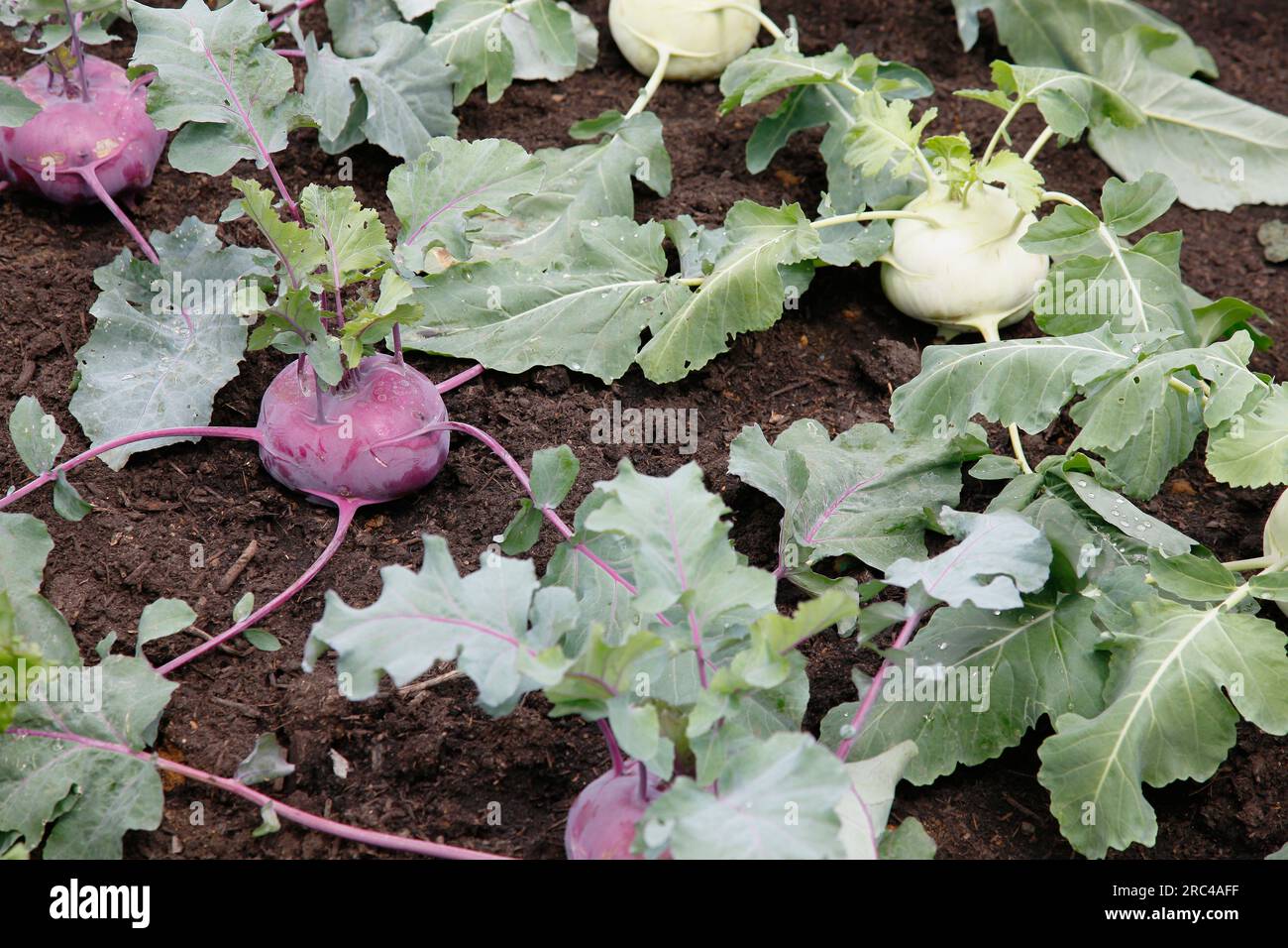 Plants, Vegetables, Purple Kohlrabi growing in an allotment Stock Photo ...