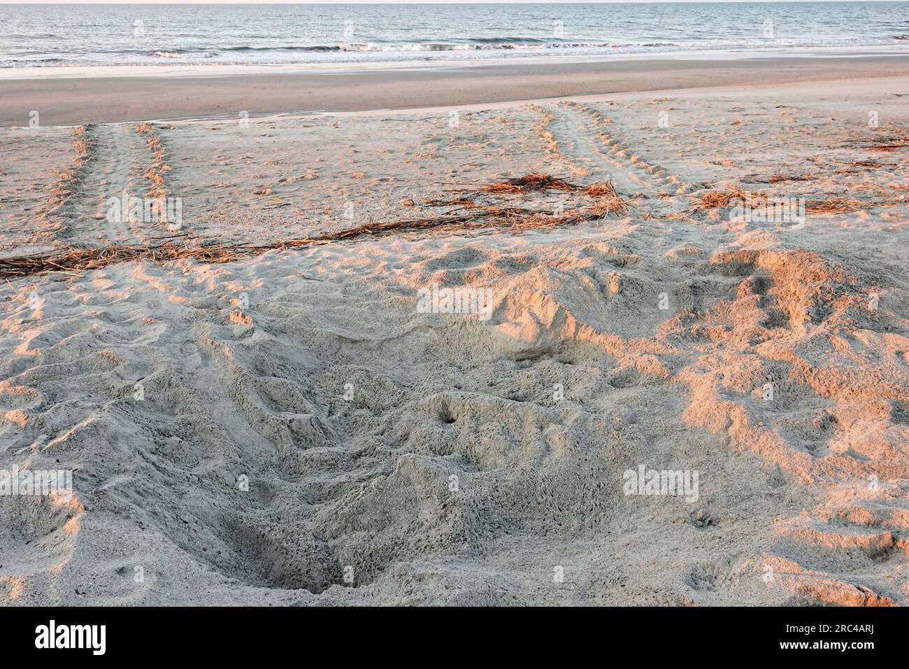 Nesting region for sea turtles hi-res stock photography and images - Alamy