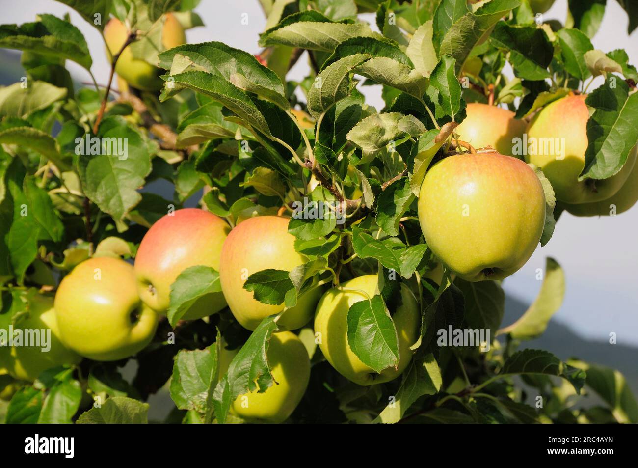 Perfume alto hi-res stock photography and images - Alamy