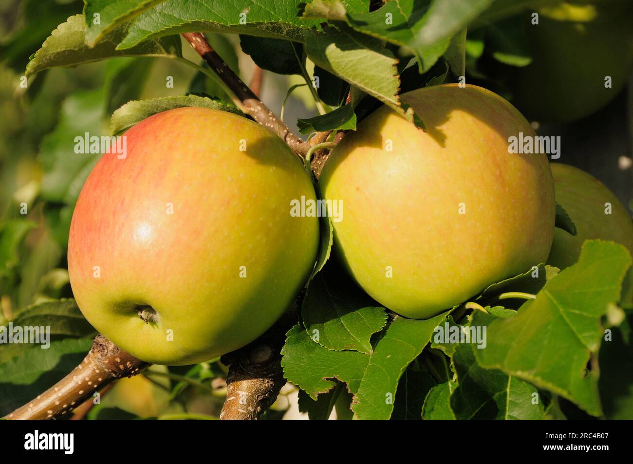 Perfume alto hi-res stock photography and images - Alamy