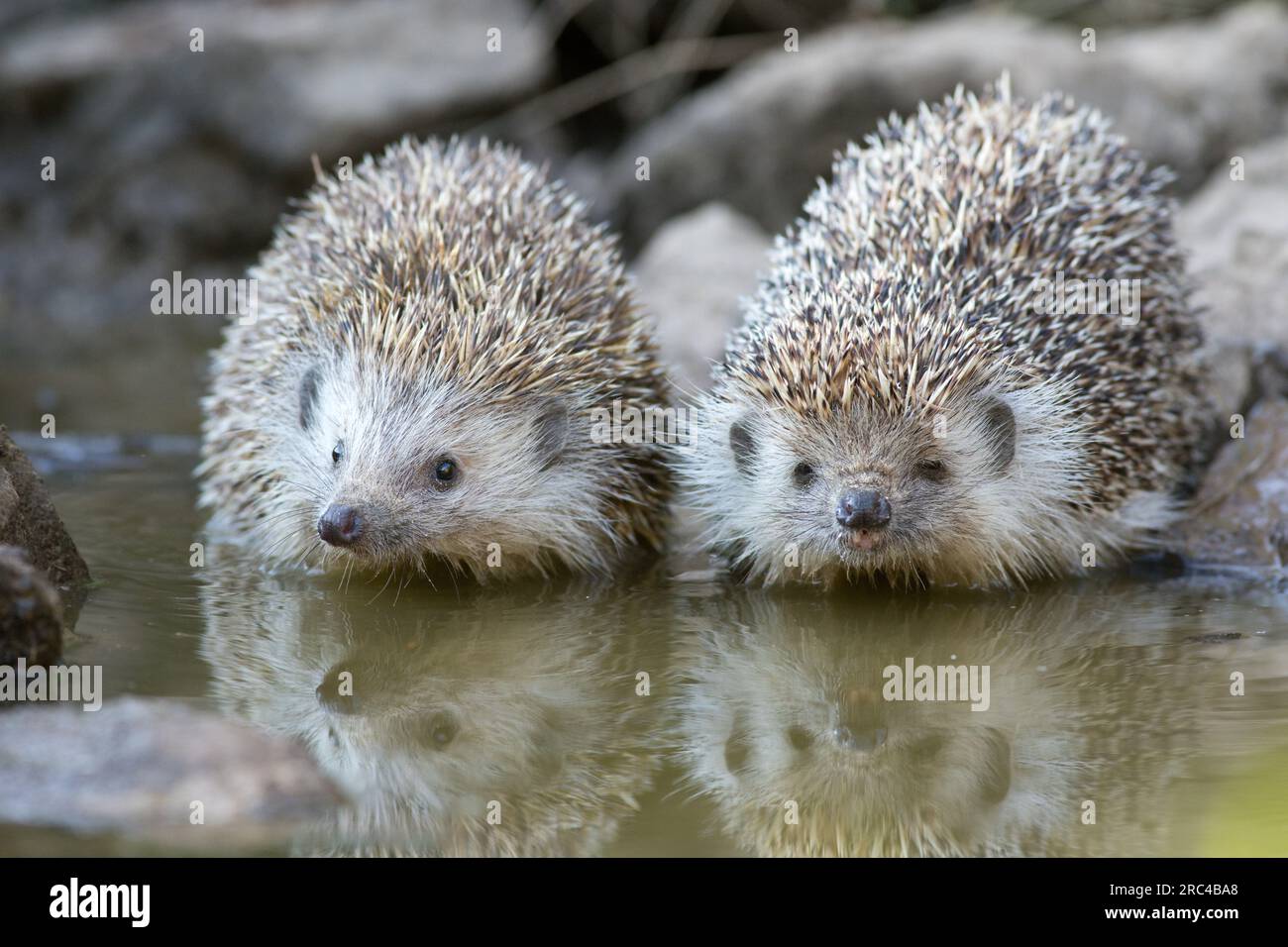 Hedgehog drinking from pond hi-res stock photography and images - Alamy
