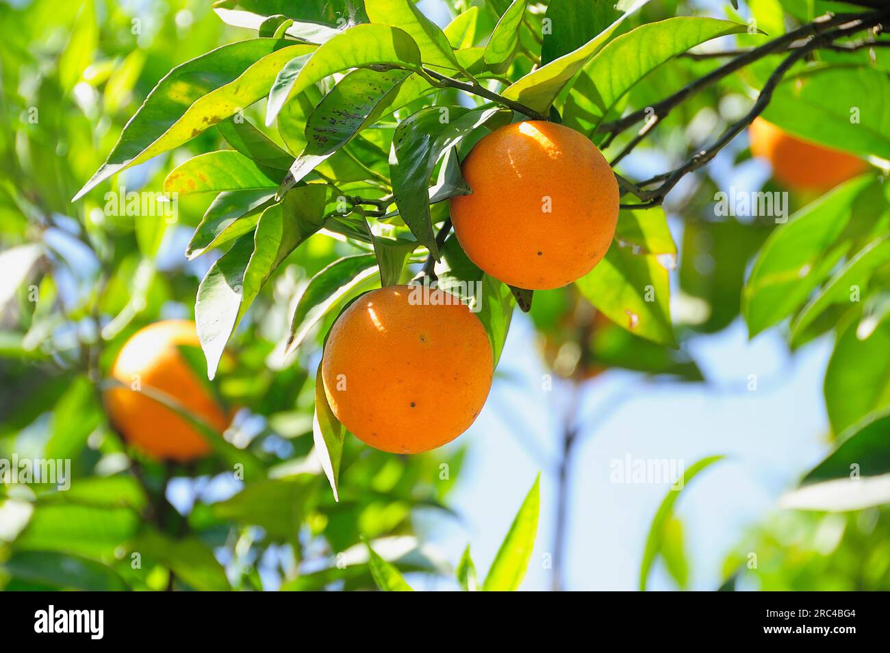 Uses in botany hi-res stock photography and images - Alamy