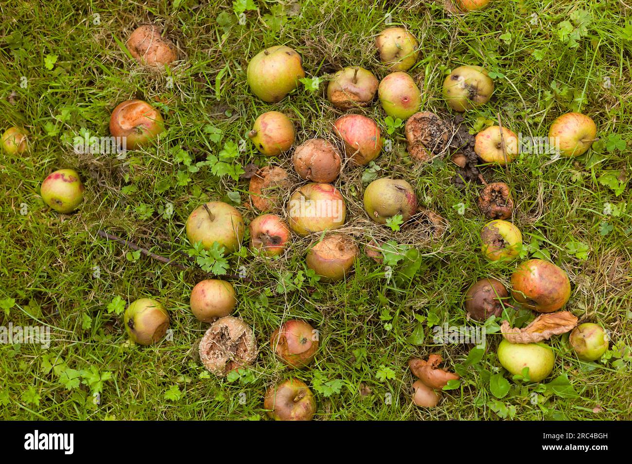 Russet colour hi-res stock photography and images - Alamy