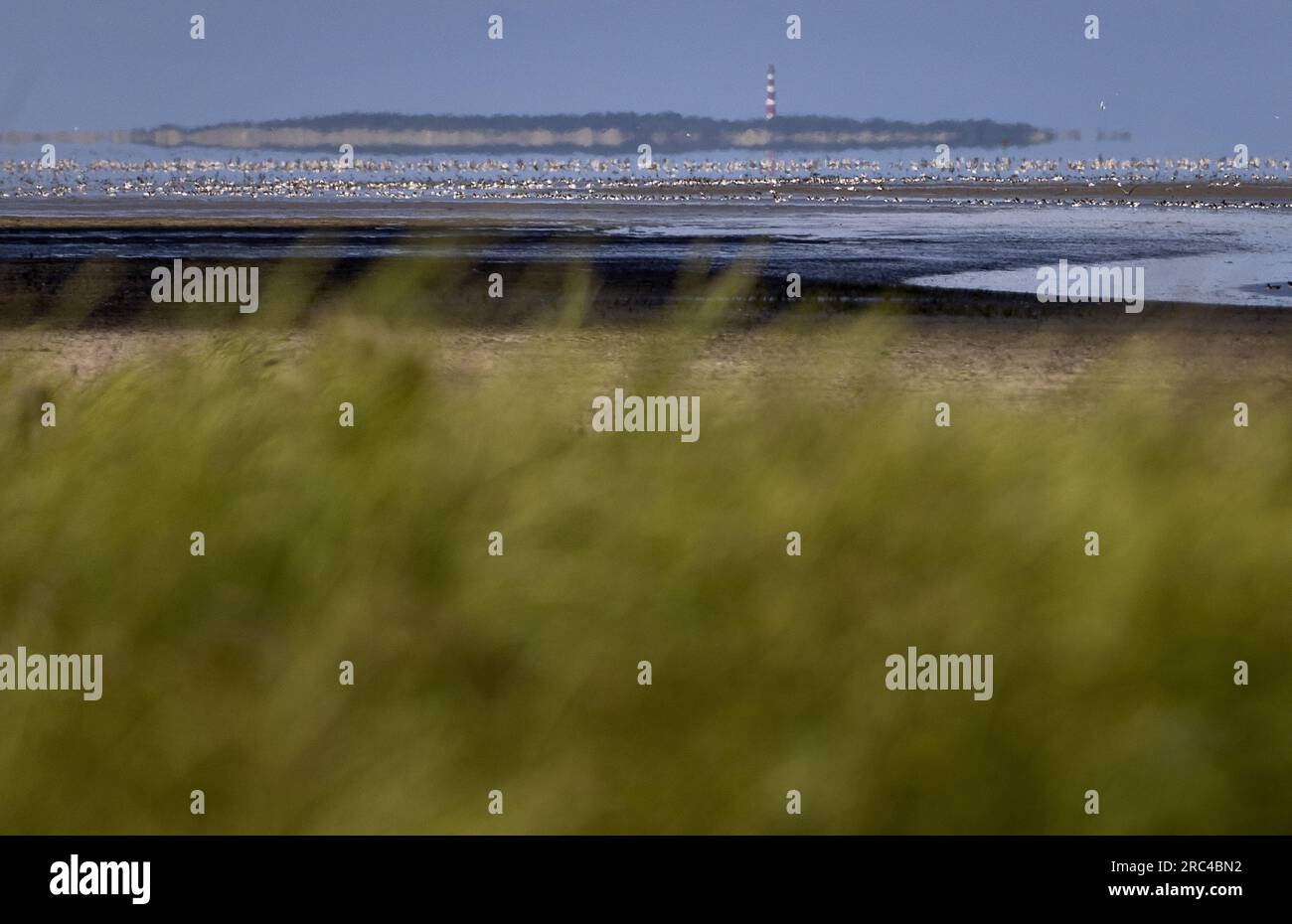 SINT JACOBIPAROCHIE - A salt marsh area for birds in the Wadden area ...
