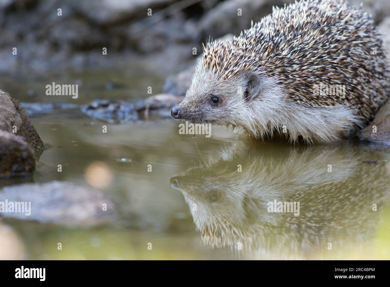 Northern white-breasted hedgehog (Erinaceus roumanicus) walking in a ...