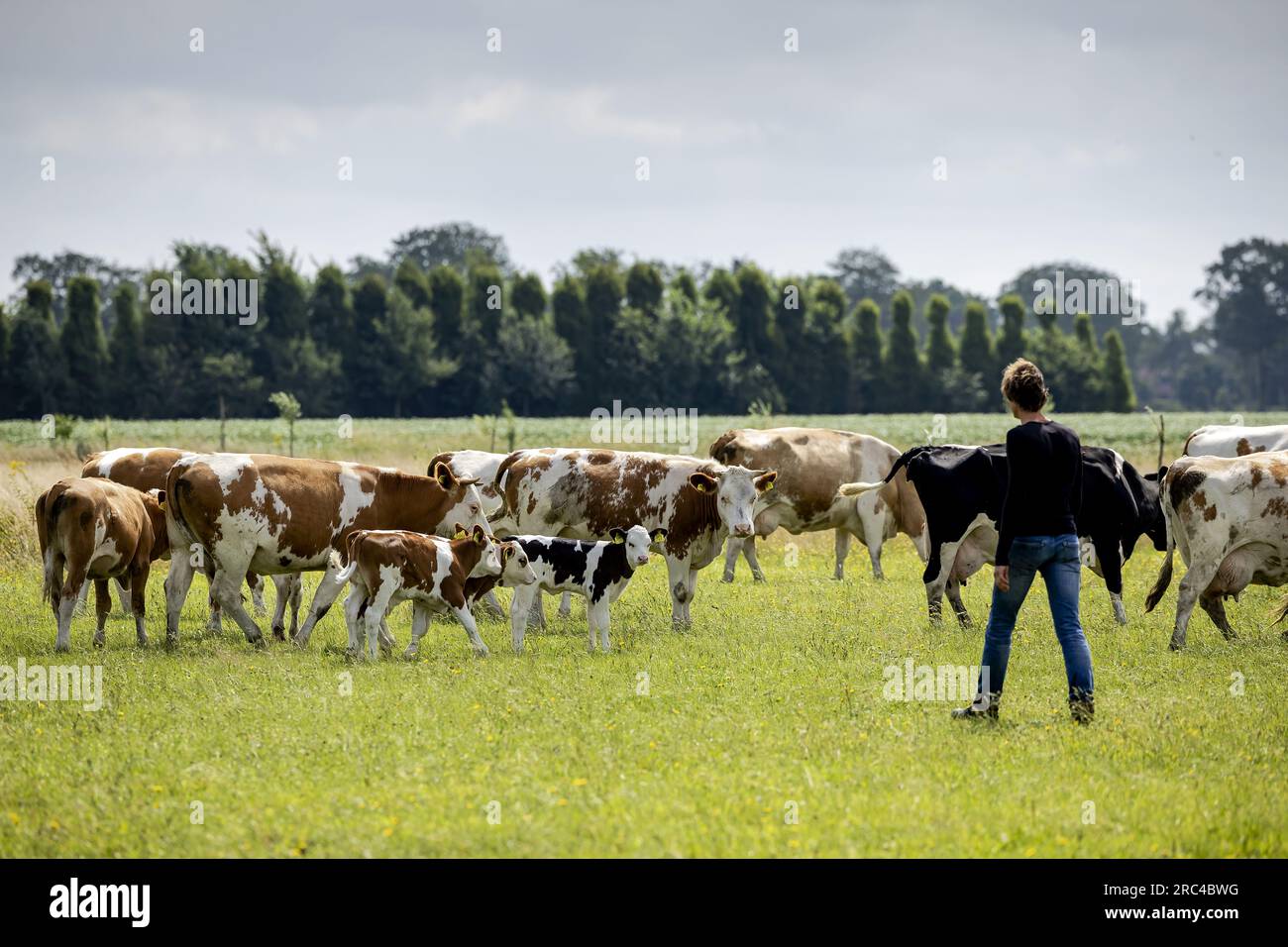 HALLE - Calves with their mother at the dynamic organic farmruimzicht ...