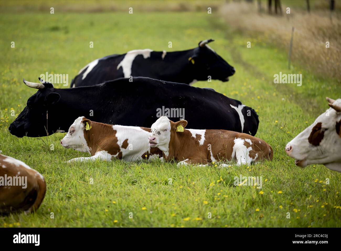 HALLE - Calves with their mother at the dynamic organic farmruimzicht ...