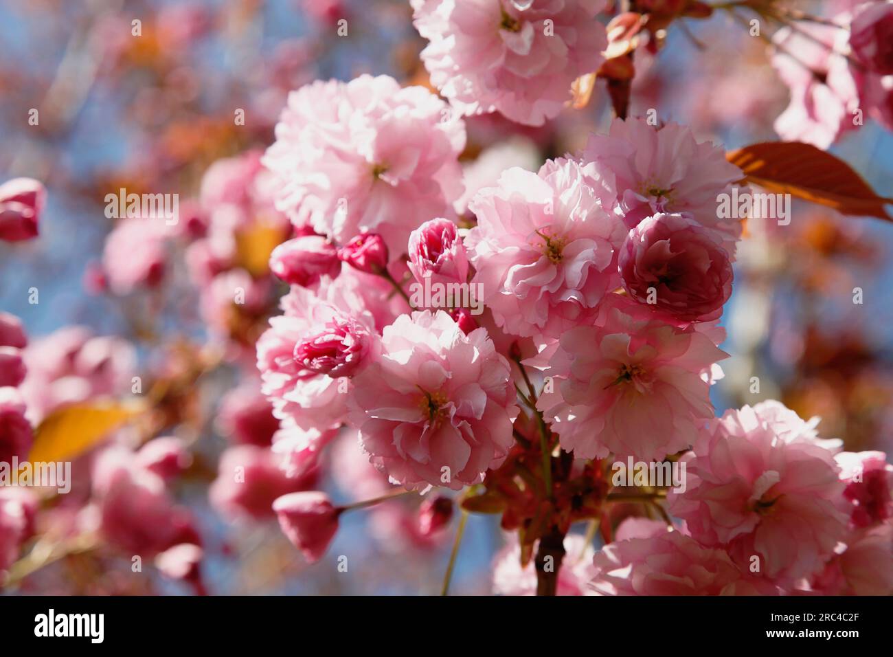 Pink Cherry Blossom flowers growing outdoor on the tree, Sussex ...