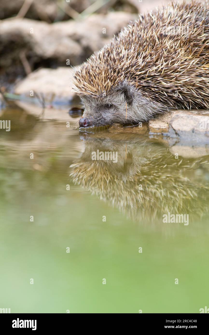 Northern white-breasted hedgehog (Erinaceus roumanicus) drinking water ...