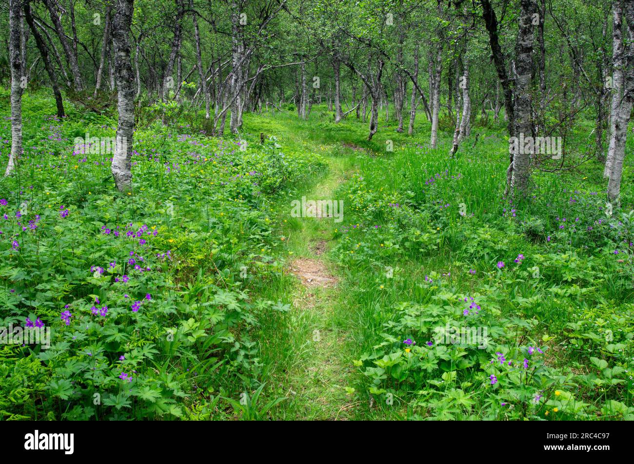 Path in a norwegian woodland Stock Photo - Alamy