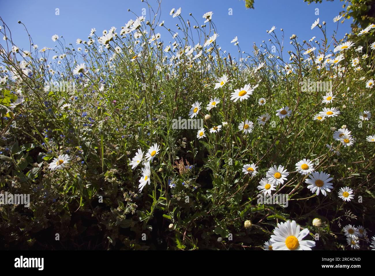 Field of white and yellow daisy flowers growing wild in Sussex, England ...