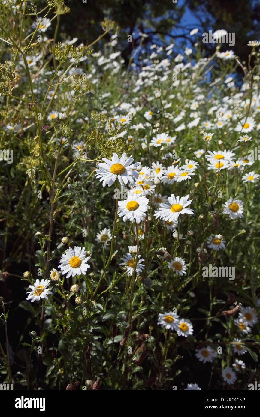 Field of white and yellow daisy flowers growing wild in Sussex, England ...