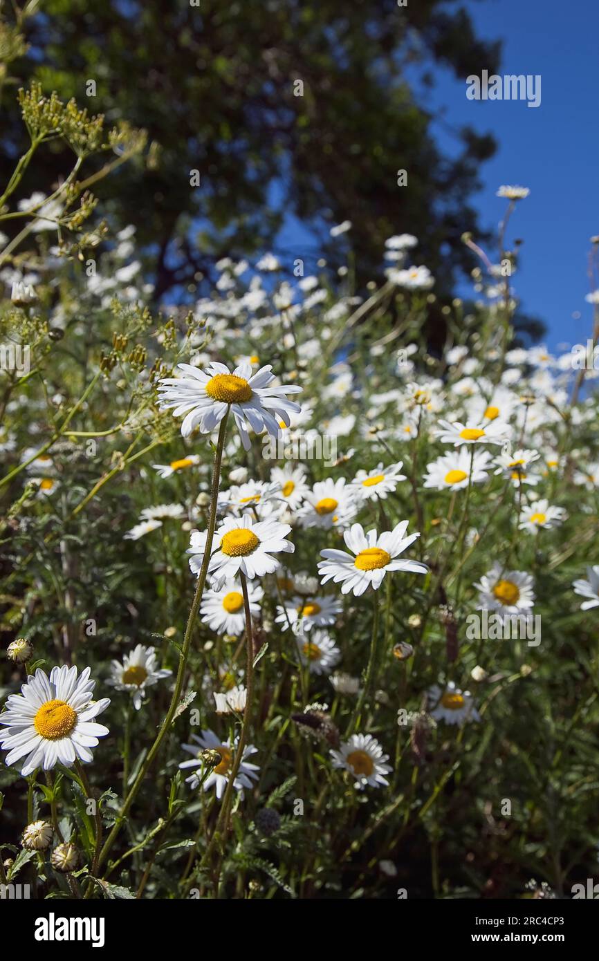 Field of white and yellow daisy flowers growing wild in Sussex, England ...