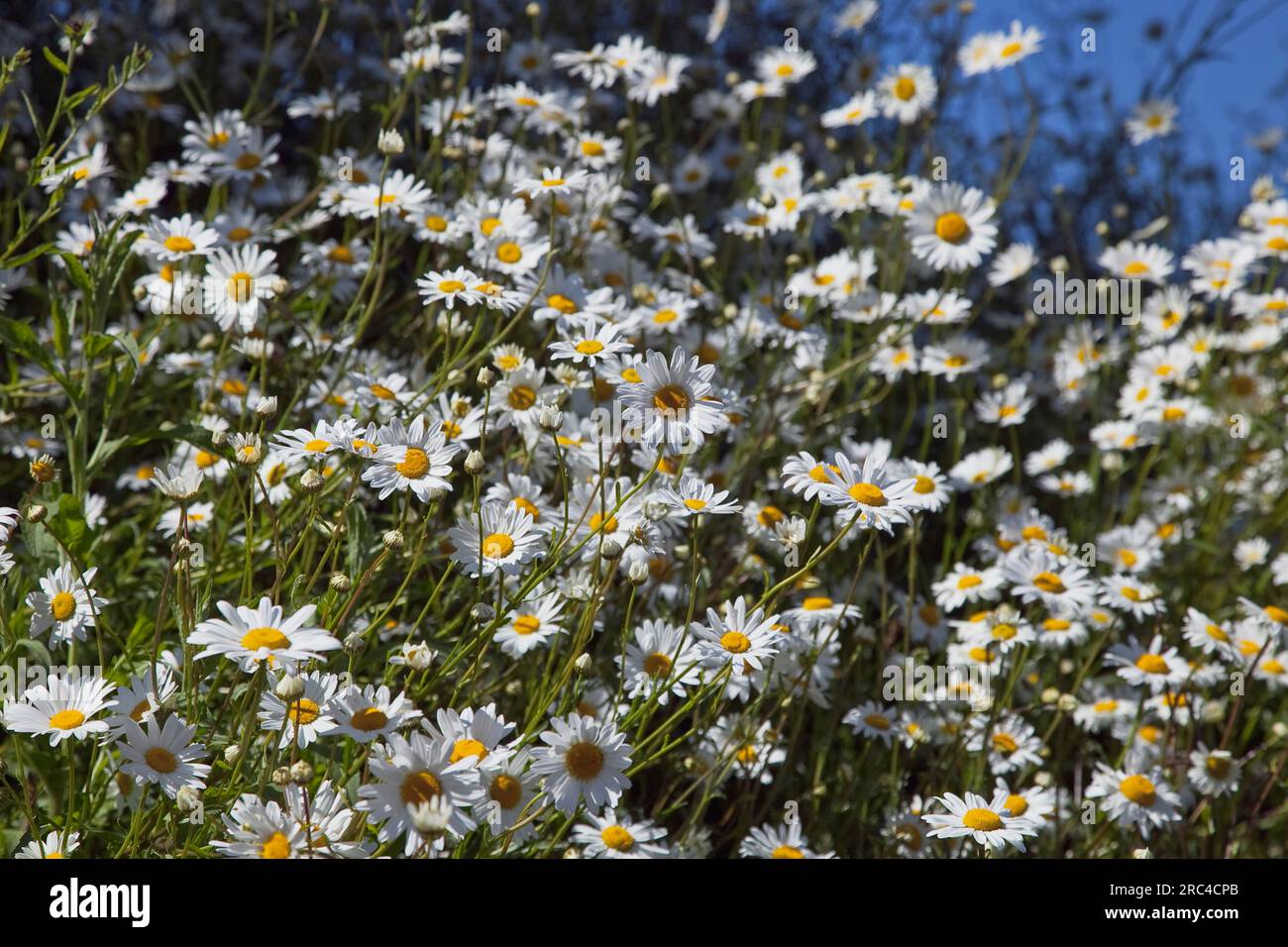 Field of white and yellow daisy flowers growing wild in Sussex, England ...