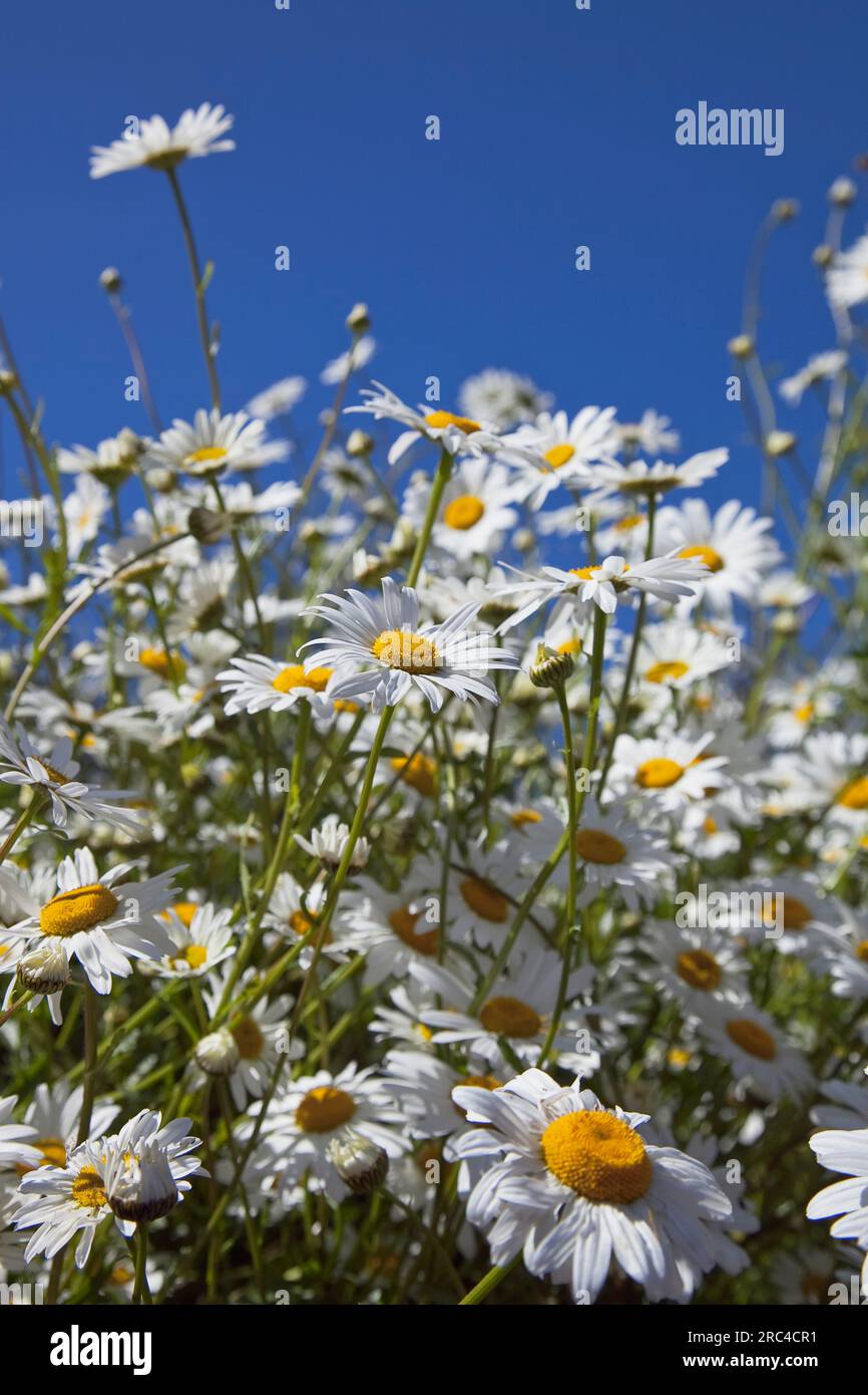 Field of white and yellow daisy flowers growing wild in Sussex, England ...