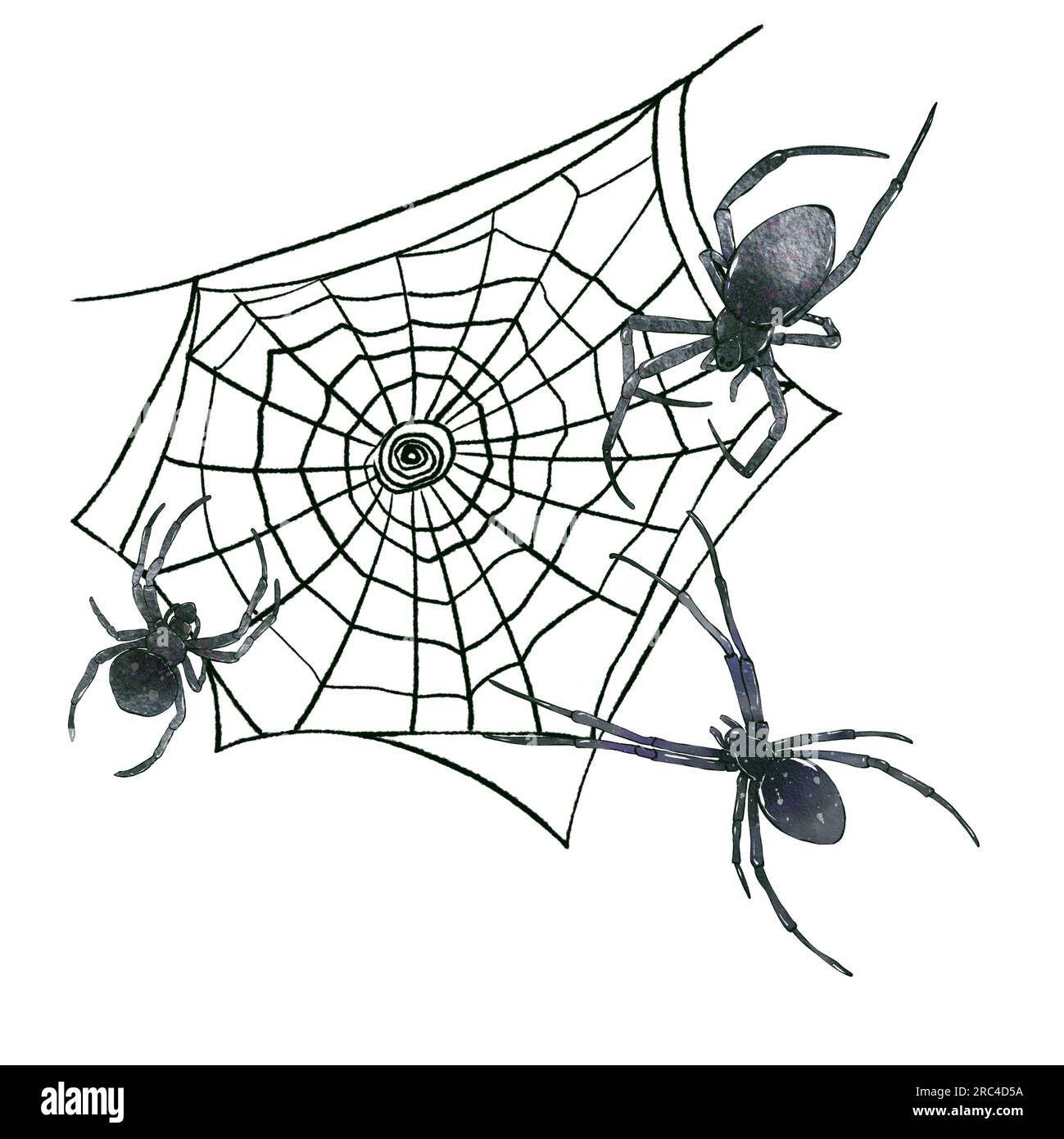 Cobweb with spiders, watercolor style illustration isolated on white ...
