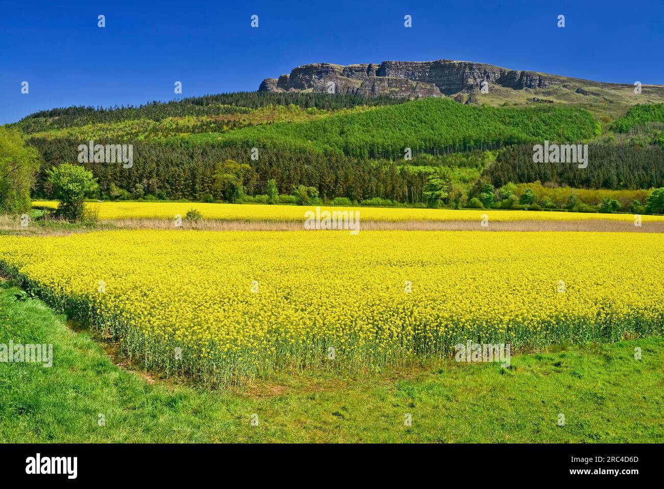 Northern Ireland, County Derry, Binevenagh Mountain with Oil seed rape ...