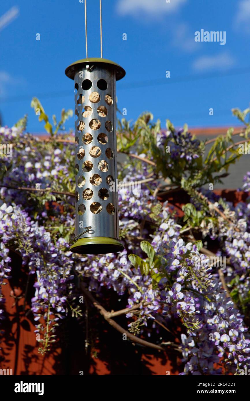Bird feeder hanging in front of Wisteria, Wisteria sinensis, growing ...