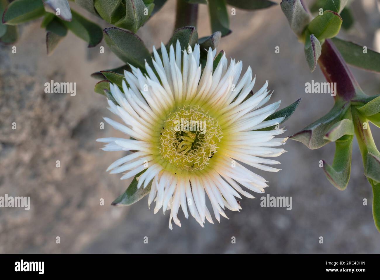 Invasive in east asia hi-res stock photography and images - Alamy