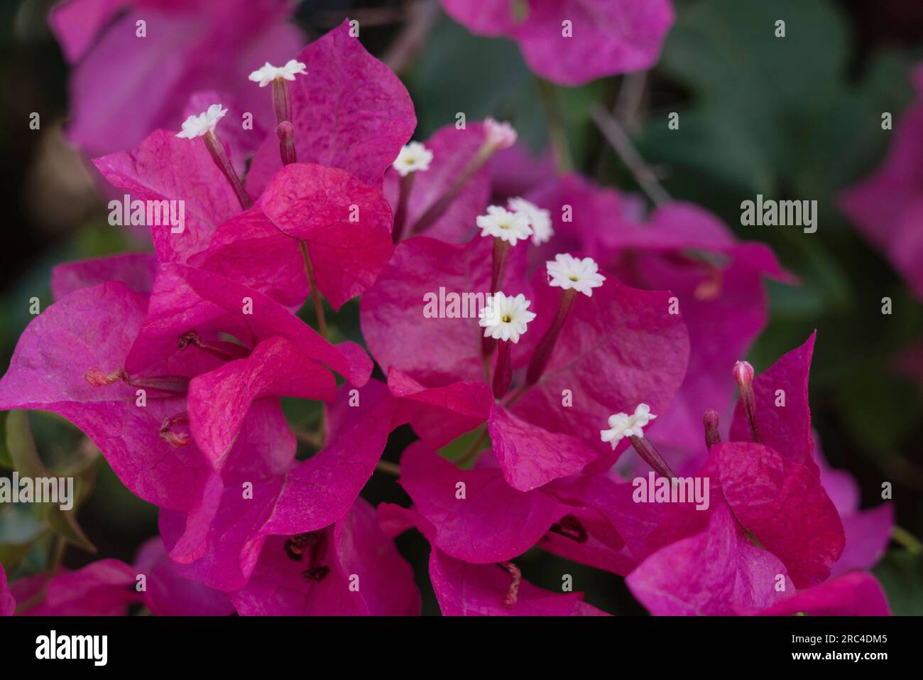 Israel, Mount of the Beatitudes, Bougainvillea flowers on the grounds ...