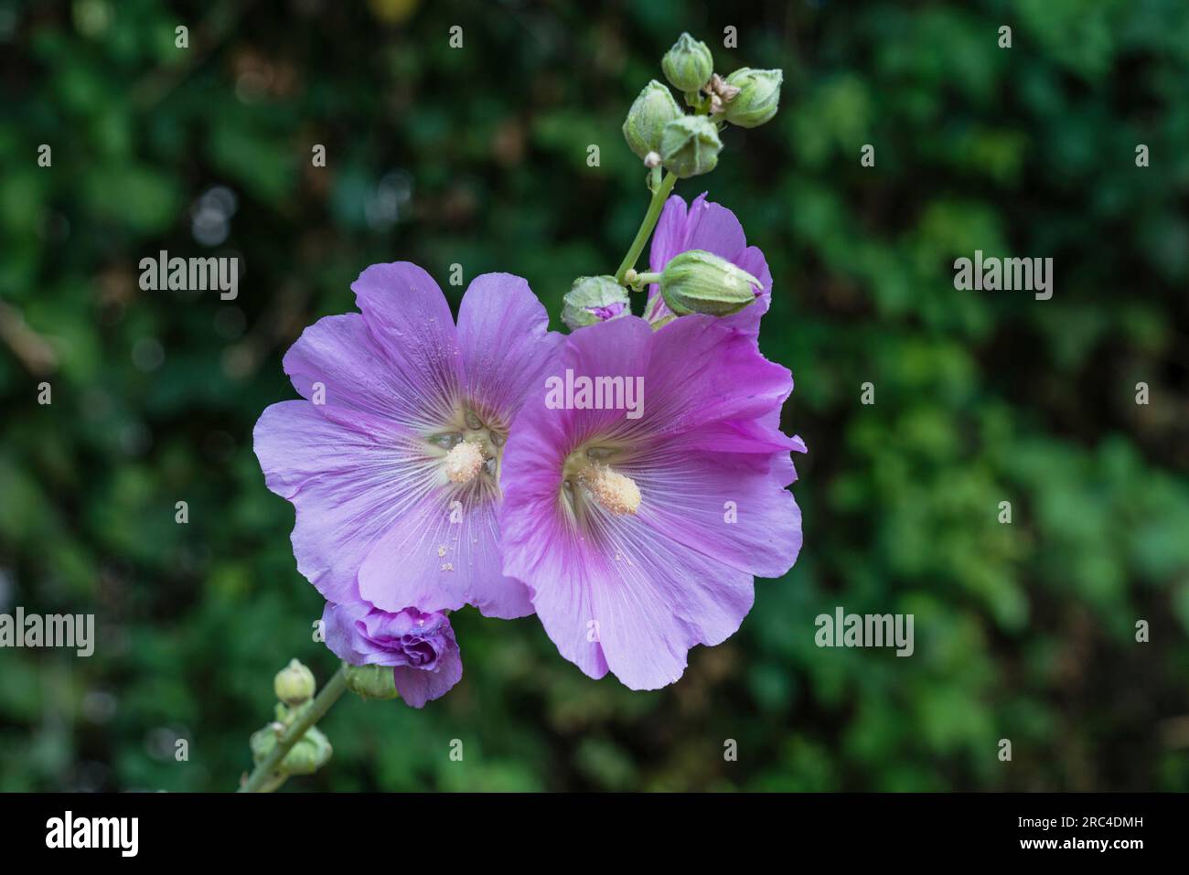 Israel, Caesarea Philippi, Hermon Springs Nature Reserve, A Bristly ...