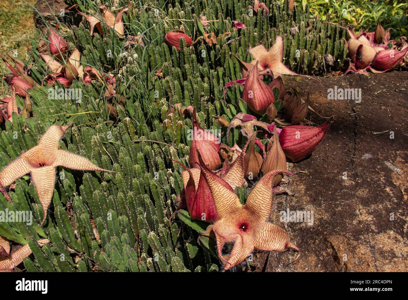 Stapelia gigantea is a species of flowering plant in the genus Stapelia ...