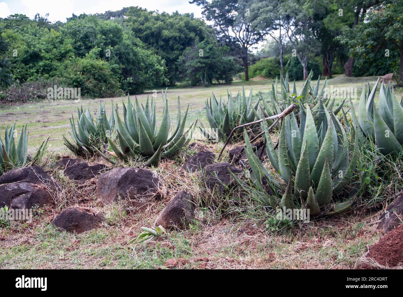 Aloe Vera plant in the botanical garden in Harare, Zimbabwe Stock Photo ...