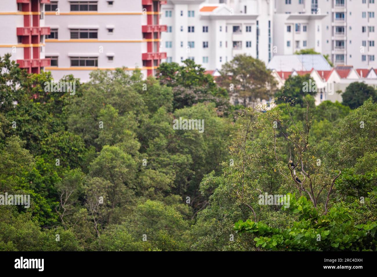 Pair of Oriental Pied Hornbills perching on a snag outside a block of ...