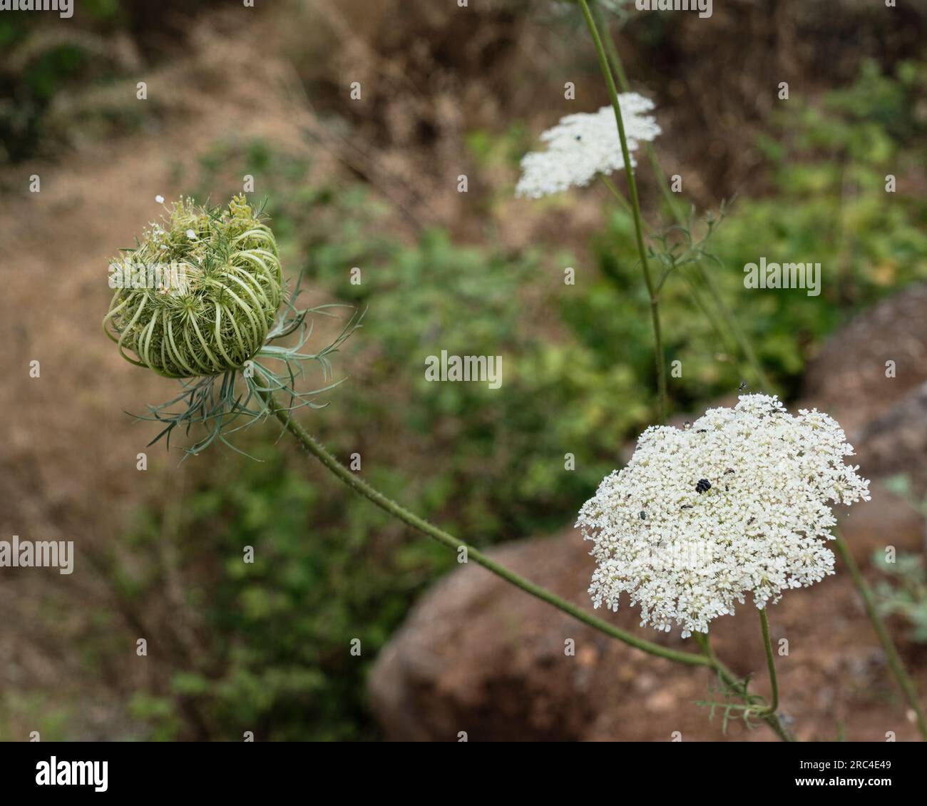 Israel, The flowers and a seed head of a wild carrot, also known as ...