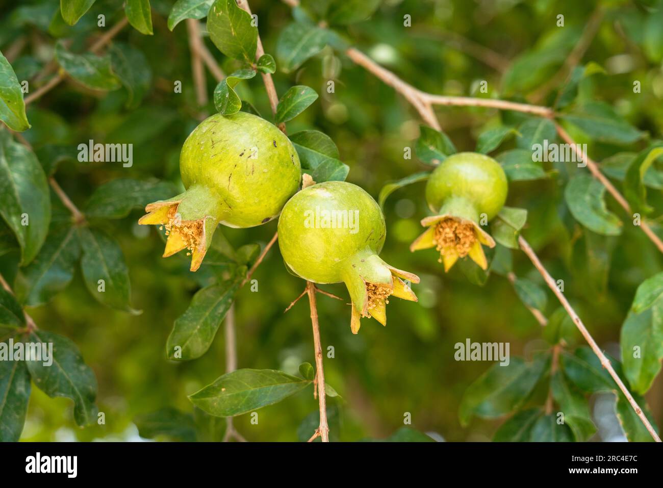 Palestine, Occupied Palestinian Territory, Jericho, Pomegranate fruit ...