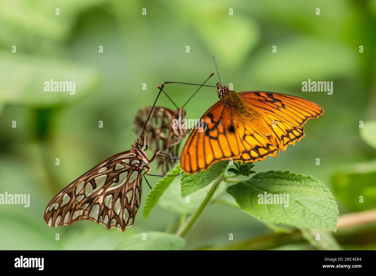 Three Mexican Silverspot Butterflies, Dione moneta poeyii, on a plant ...