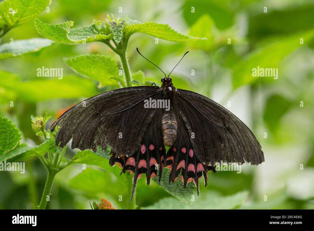 Pale spotted swallowtail hi-res stock photography and images - Alamy