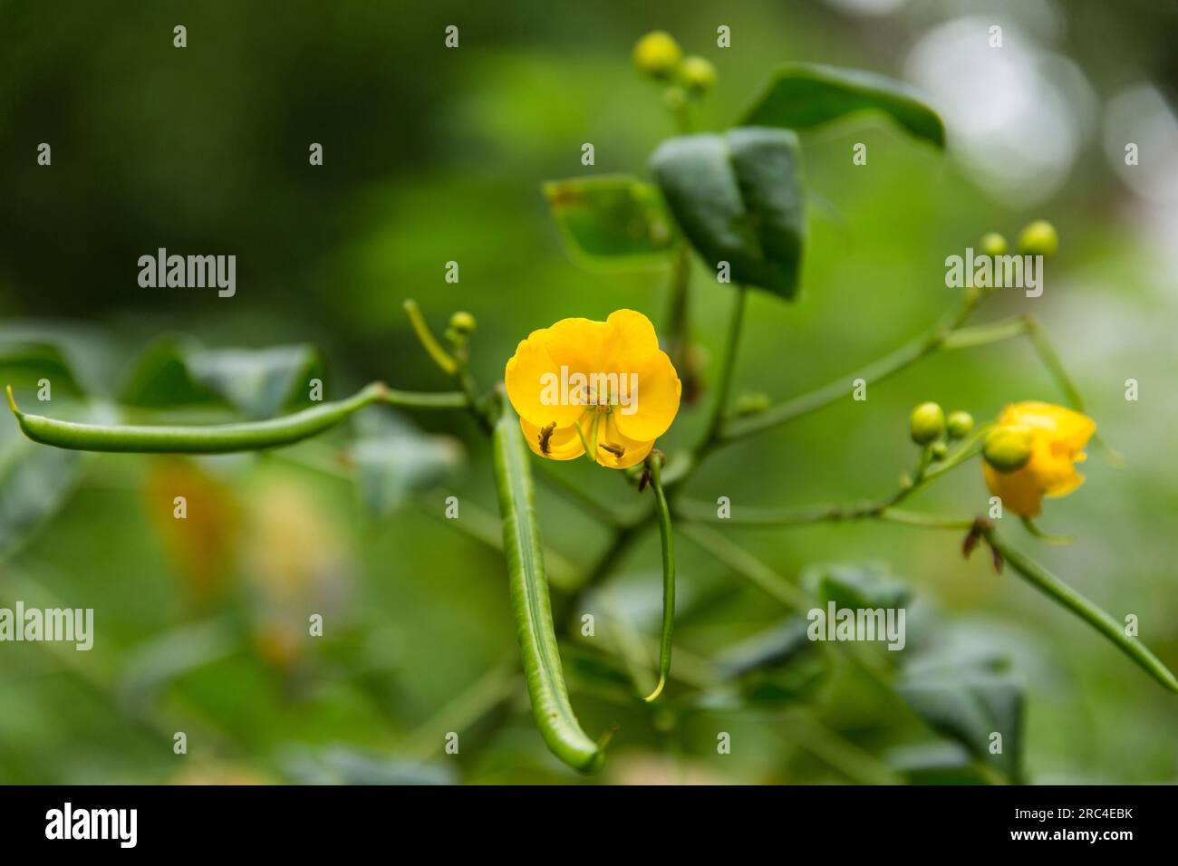 Flowers and seed pods of a plant of the Genus Senna in the Atitlan ...