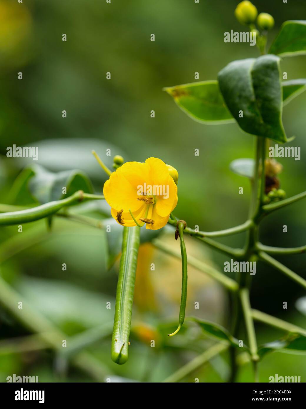 Flowers and seed pods of a plant of the Genus Senna in the Atitlan ...