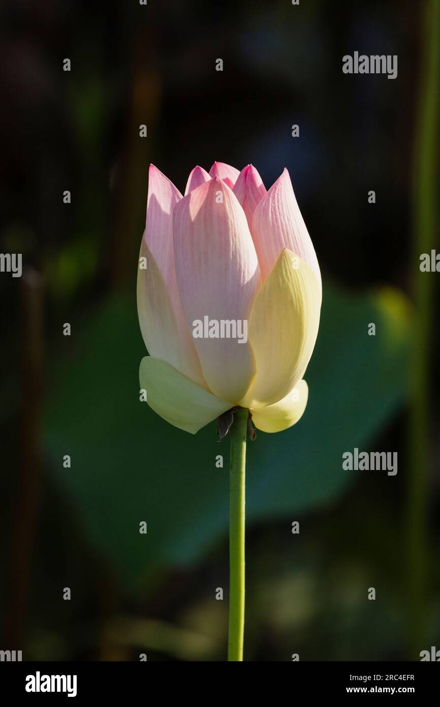 Guyana, Demerara-Mahaica Region, Georgetown, Lotus flower bud, Nelumbo ...