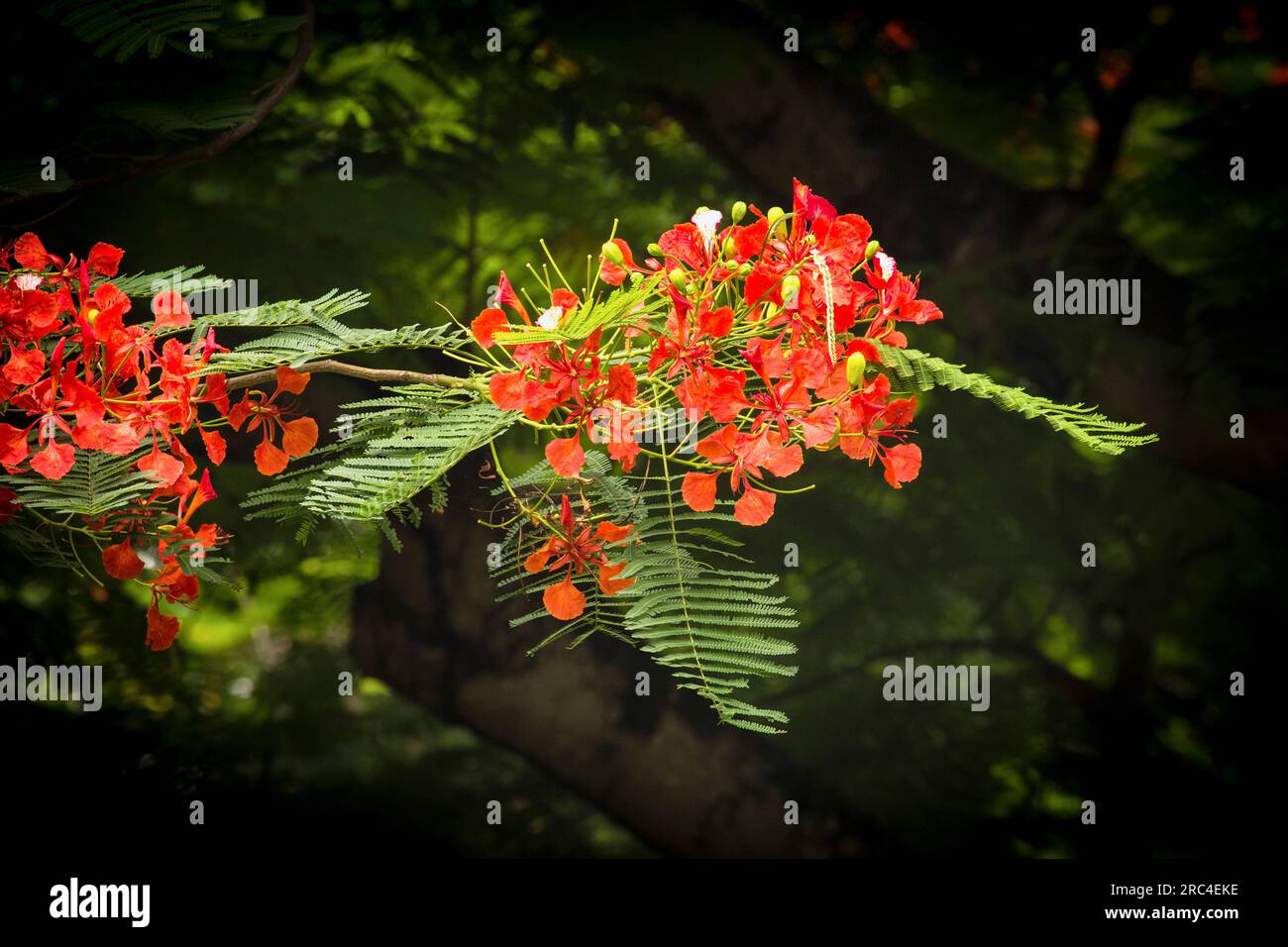 Royal Poinsettia Tree