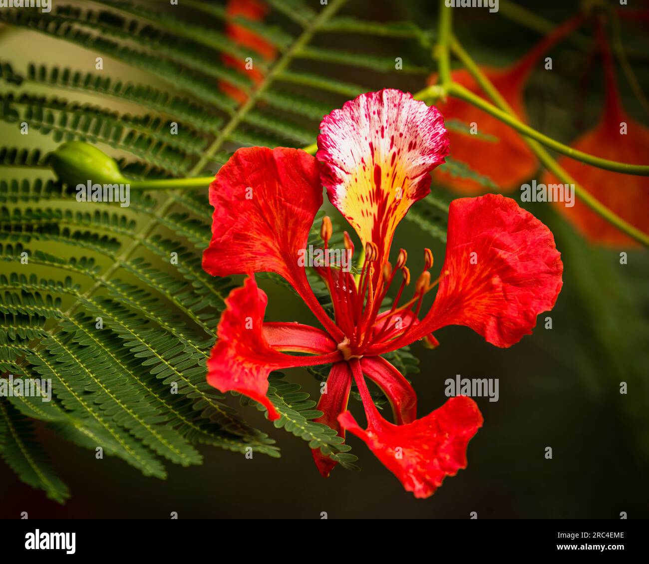 Plants, Trees, Flowers, A Flame Tree, Flamboyant, or Royal Poinciana ...