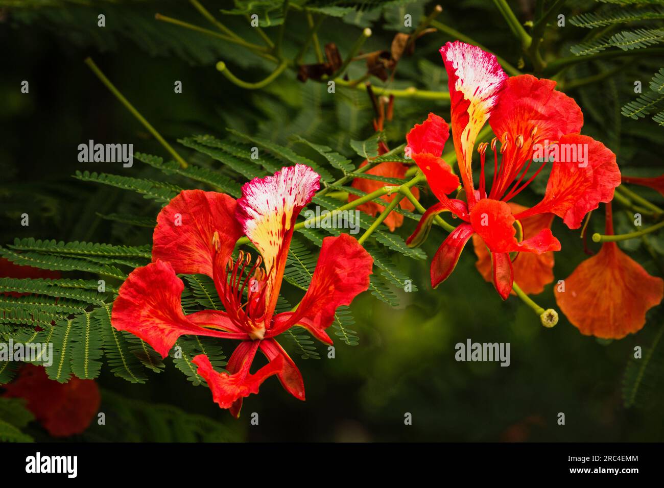 Plants, Trees, Flowers, A Flame Tree, Flamboyant, or Royal Poinciana ...