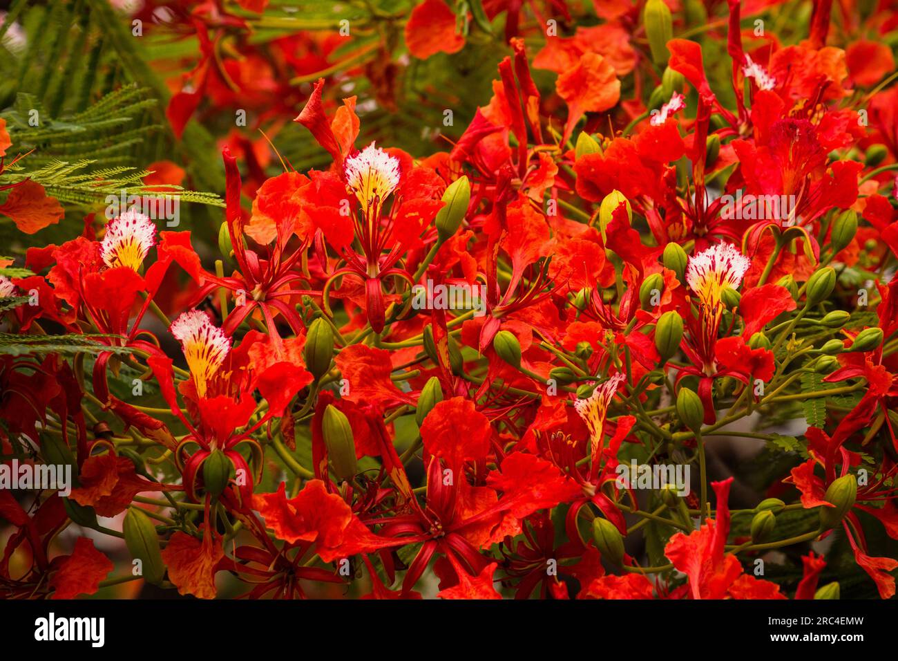 Plants, Trees, Flowers, A Flame Tree, Flamboyant, or Royal Poinciana ...