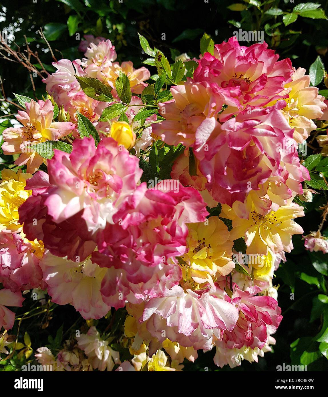 Essex bloom hi-res stock photography and images - Alamy