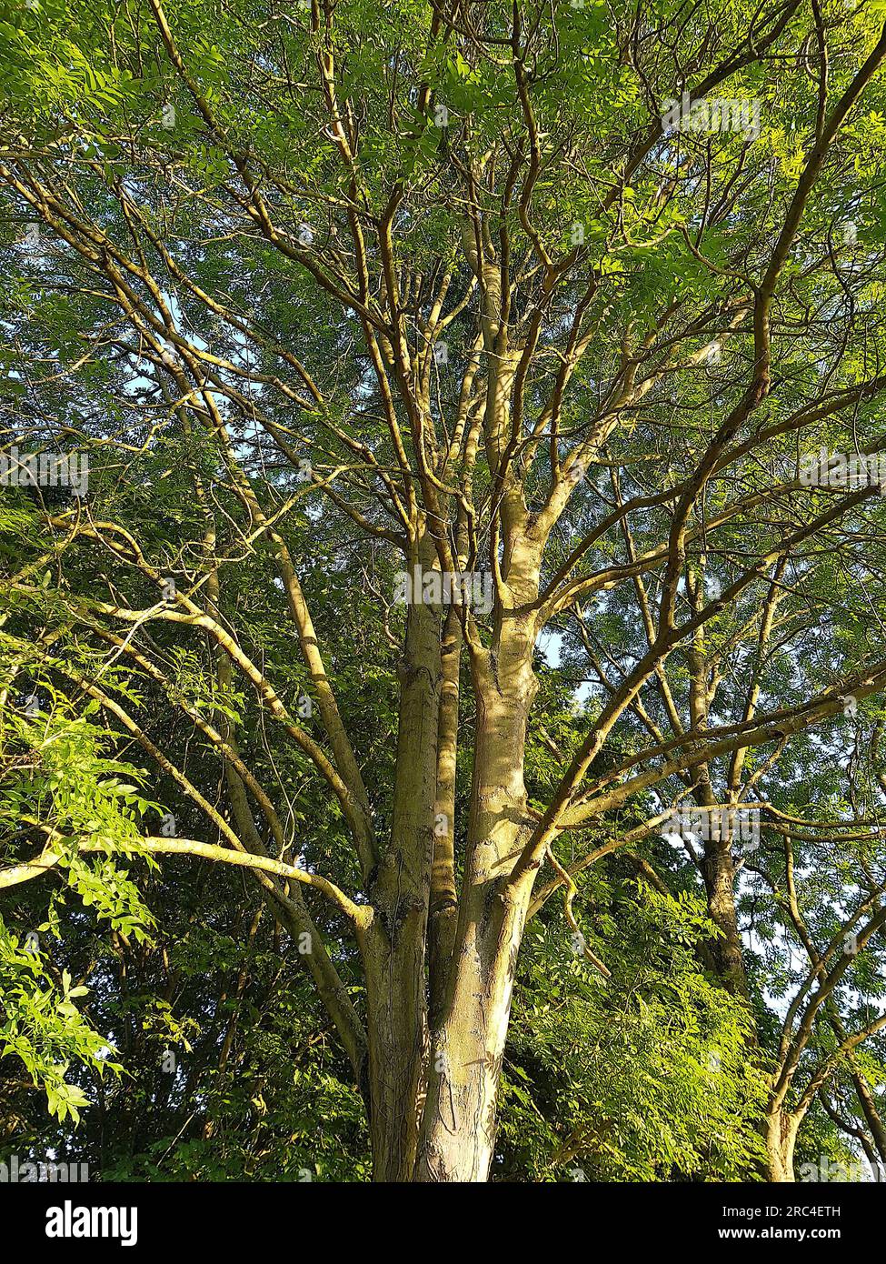View of a canopy of an ash tree in Finchingfield, Essex, UK Stock Photo ...